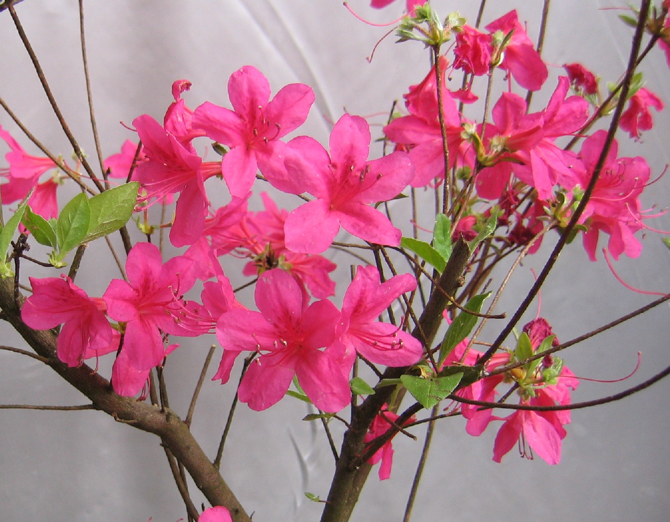 ツツジ盆栽｜東京盆栽 c-masa-5824t